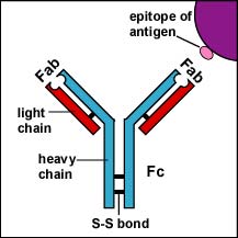 BIOL 230 Lab Manual, Lab 16